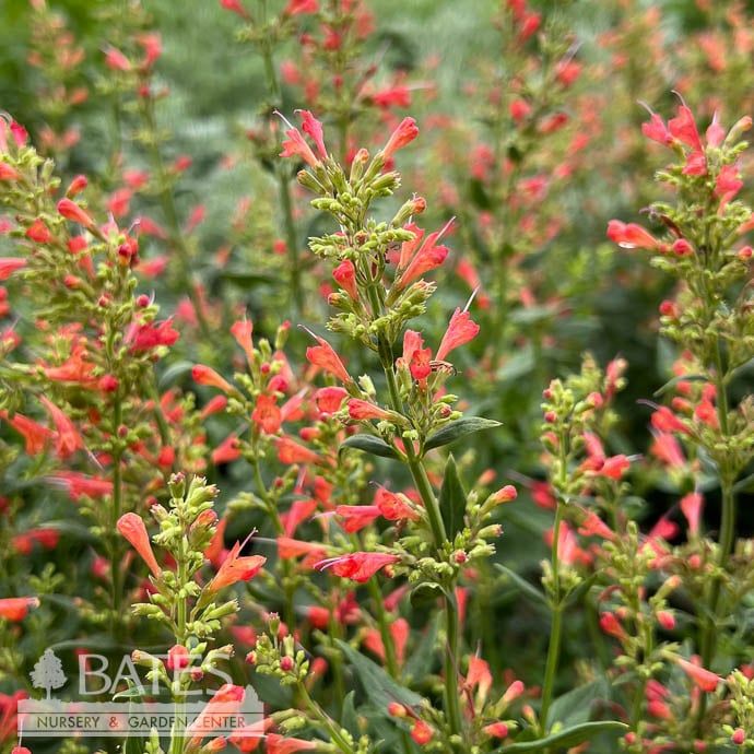 #1 Agastache x Kudos Coral/ Dwarf Hummingbird Mint