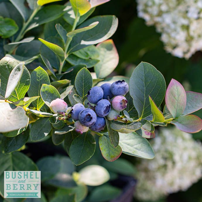 Edible #2 Vaccinium cory Bushel and Berry 'Silver Dollar'/ Blueberry ...