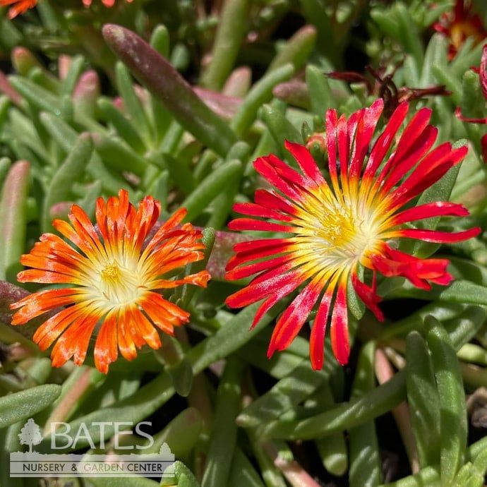 #1 Delosperma Wheels of Wonder 'Fire Wonder'/ Ice Plant
