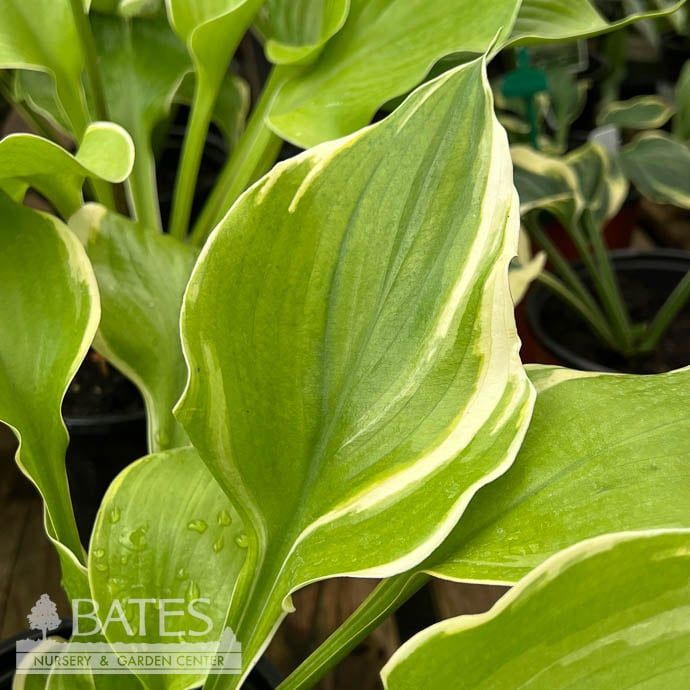 #1 Hosta Winter Snow/ Variegated