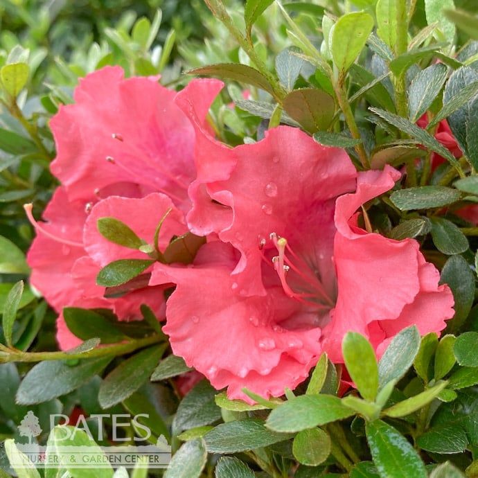 #3 Azalea x Gumpo Pink (Satsuki hybrid)/ Dwarf