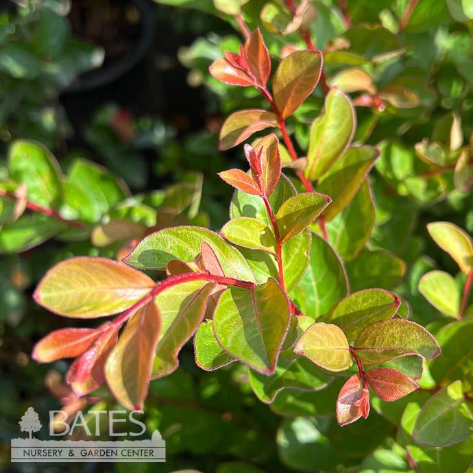 #5 Lagerstroemia indica Royalty/ Purple-pink Semi-dwarf Crape Myrtle