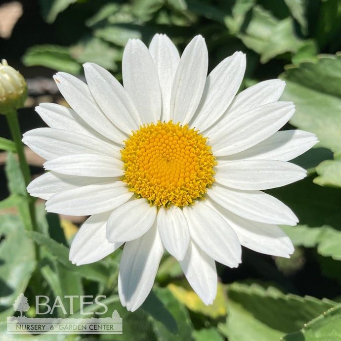 #1 Leucanthemum x superbum Snowcap/ Shasta Daisy