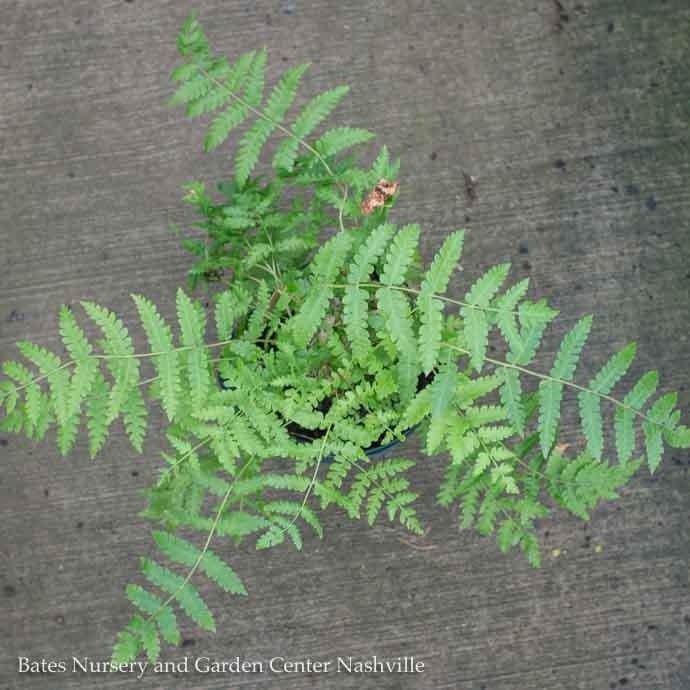 #1 Osmunda cinnamomea/ Cinnamon Fern Native (TN)