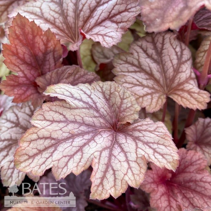#1 Heuchera x Carnival Watermelon/ Coral Bells