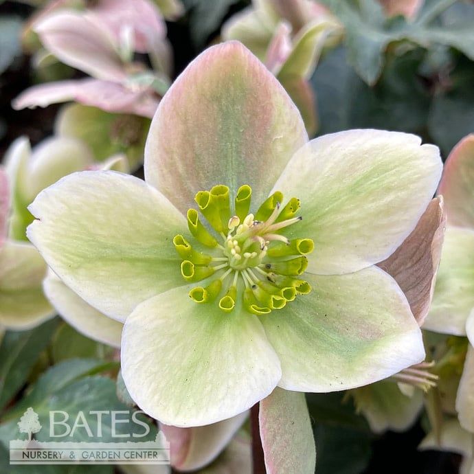 #1 Helleborus Ivory Prince/ Lenten Rose
