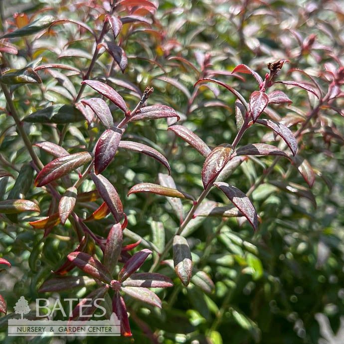 Edible #3 Vaccinium darr Rosa's Blush/ Darrow's Blueberry Native (R)