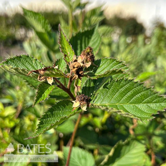 Edible #1 Rubus Sweet-Ark Ponca/ Blackberry