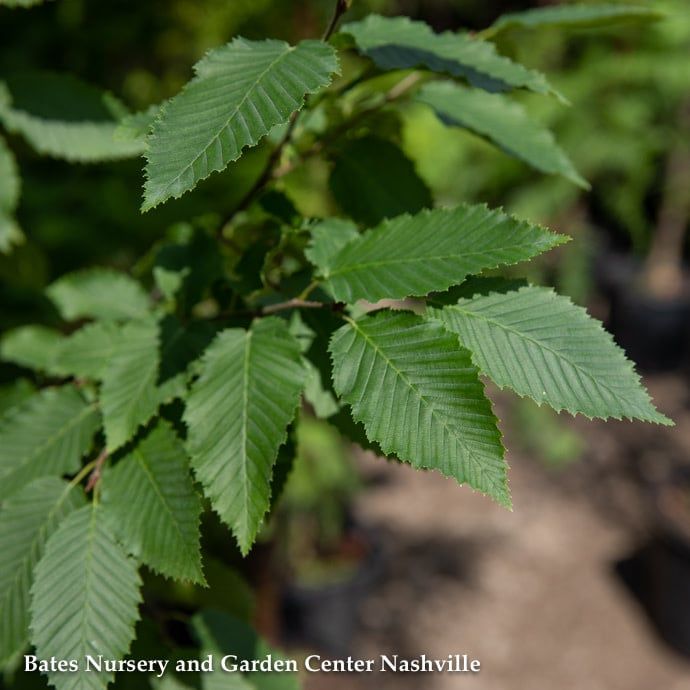 #15 Carpinus betulus Frans Fontaine/ Columnar European Hornbeam