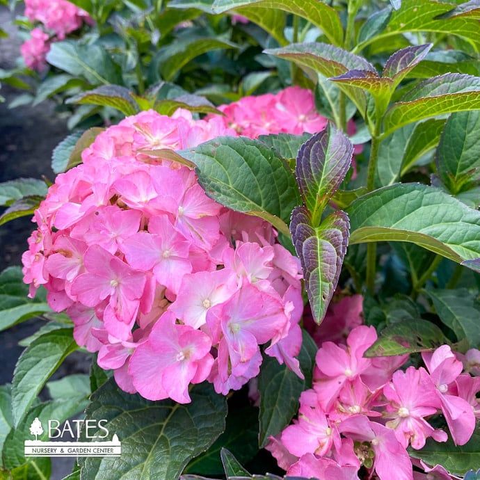 #2 Hydrangea mac Seaside Serenade 'Hamptons'/ Bigleaf/ Pink Mophead