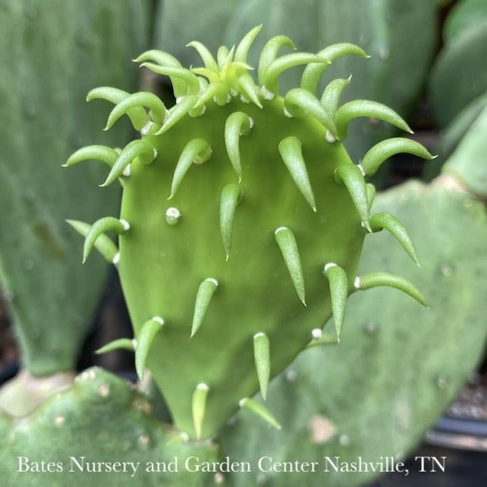 Edible #3 Opuntia-Thornless Prickly Pear No Warranty