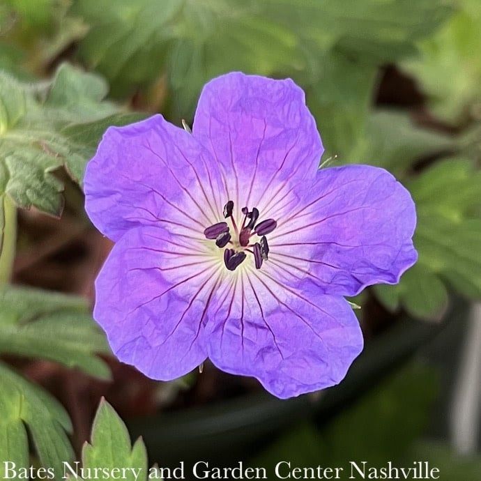#1 Geranium x Rozanne/ Dwarf Purple Cranesbill