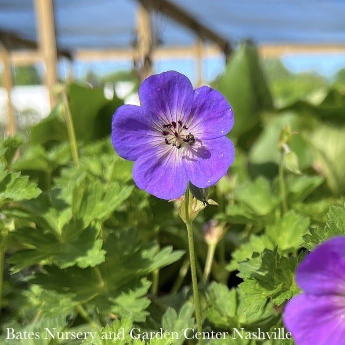 #1 Geranium x Rozanne/ Dwarf Purple Cranesbill