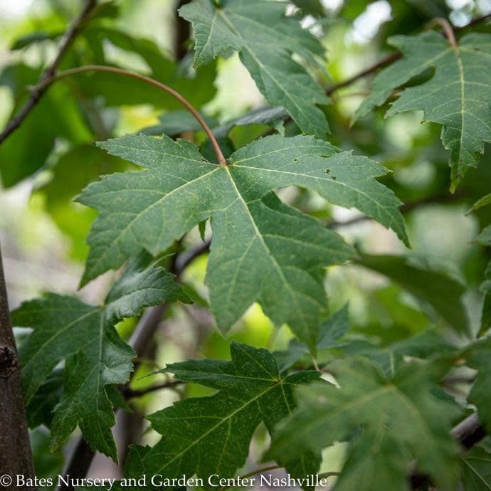 #10 Acer x freemanii Autumn Blaze/Red Maple