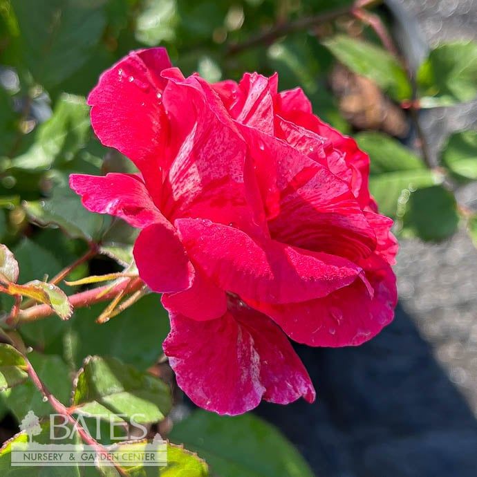 #3 Rosa Scentimental/ Red and White Floribunda Rose - No Warranty