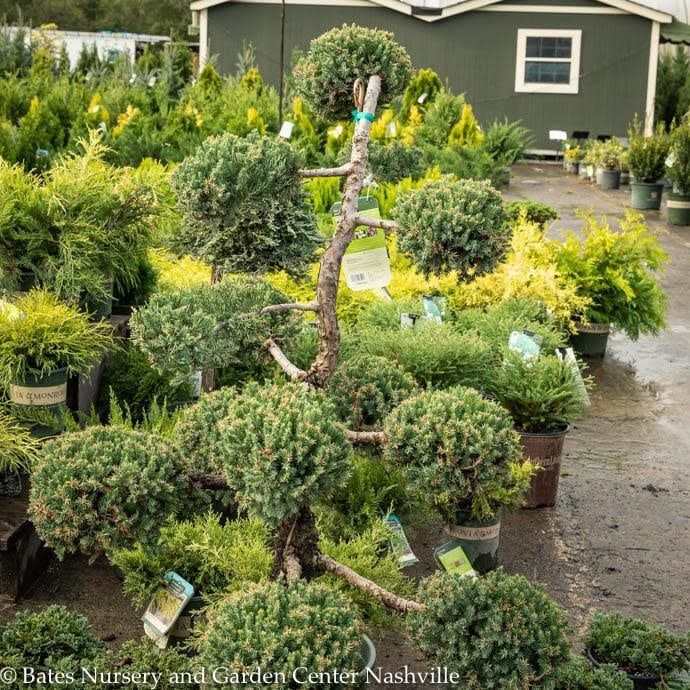 Topiary Oriental PomPon #2 Juniperus chin San Jose/ Chinese Juniper ...