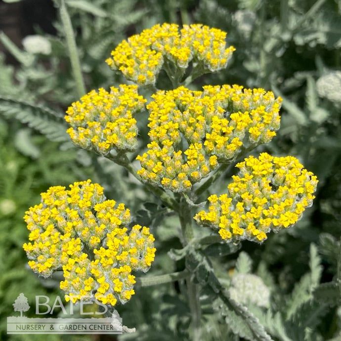 #1 Achillea x Moonshine/ Yellow Yarrow