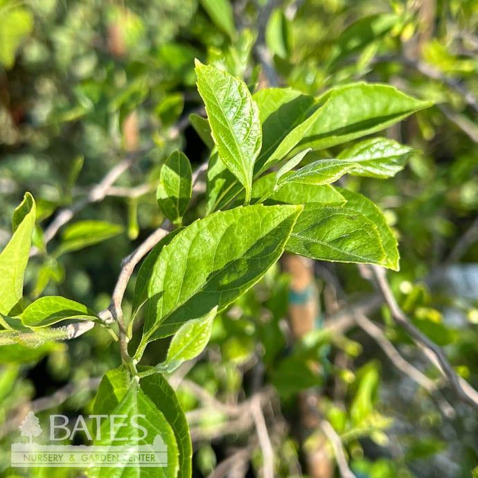 #5 Styrax japonicus Fragrant Fountain/ Japanese Snowbell