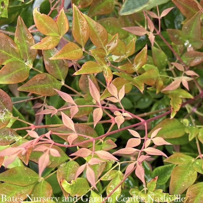 #5 Nandina dom Alpha Compacta/ Heavenly Bamboo