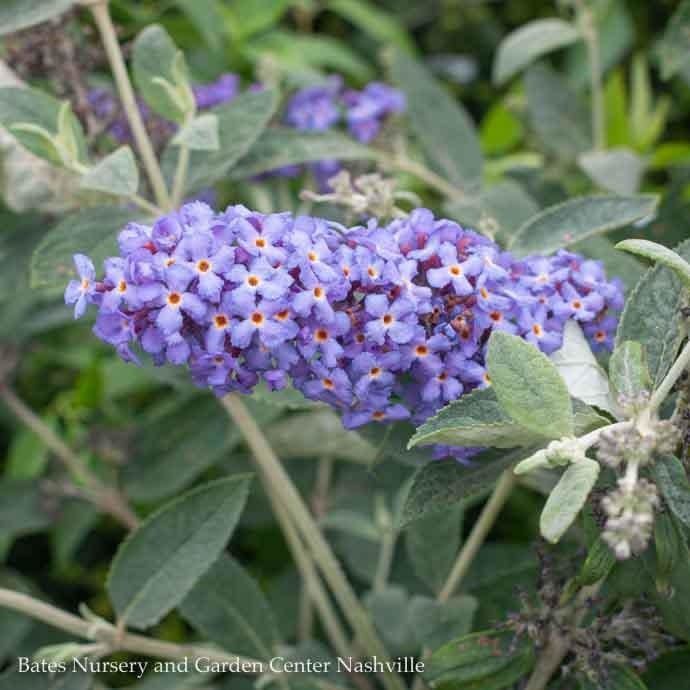 #2 Buddleia Flutterby Petite 'Blue Heaven'/ Dwarf Butterfly Bush