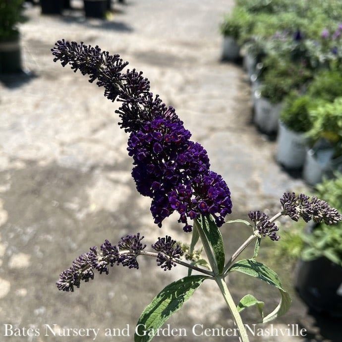 #3 Buddleia davidii 'Black Knight'/Dark Purple Butterfly Bush