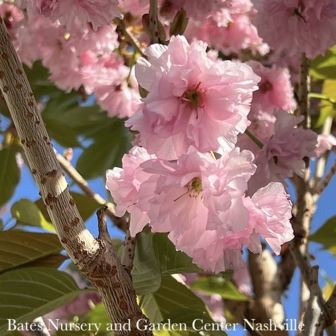 Flowering Cherry (Prunus) Trees | Bates Nursery & Garden Center ...