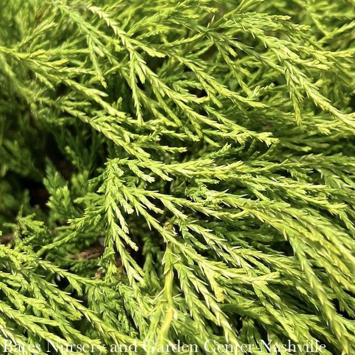 LPP Chamaecyparis pis Golden Mop/Threadleaf Falsecypress