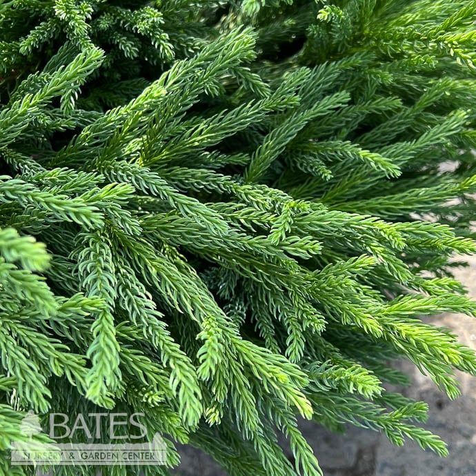 #7 Cryptomeria japonica Gyokuryu/ Japanese False Cedar