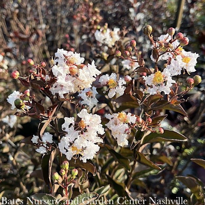 #2 Lagerstroemia Delta Moonlight/ White Semi-dwarf Crape Myrtle