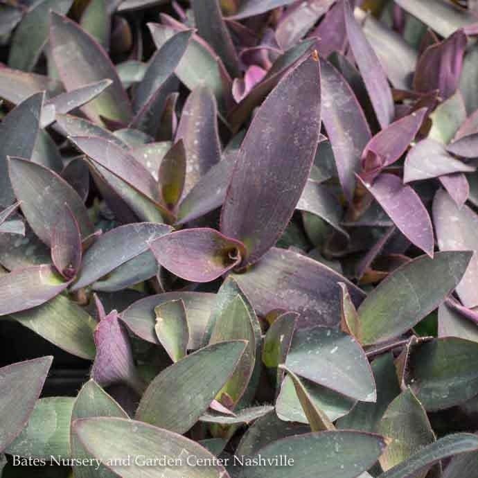 Tropical #1 Setcreasea Pallida/ Purple Heart