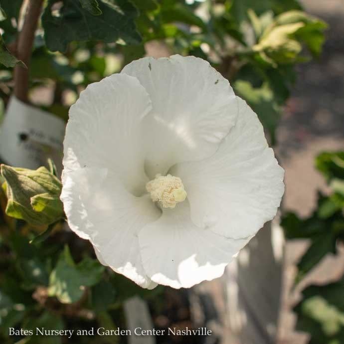 #3 Hibiscus syr White Angel/ Rose Of Sharon/ Althea