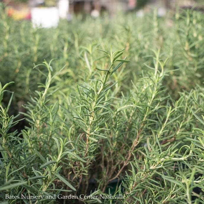 Holiday Topiary 8p PYRAMID Rosmarinus Tuscan Blue/ Rosemary - No Warranty