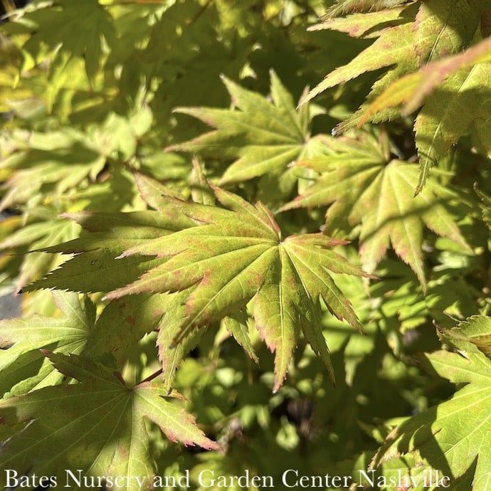#15 BOX Acer japonicum 'Rising Sun'/Fullmoon Maple