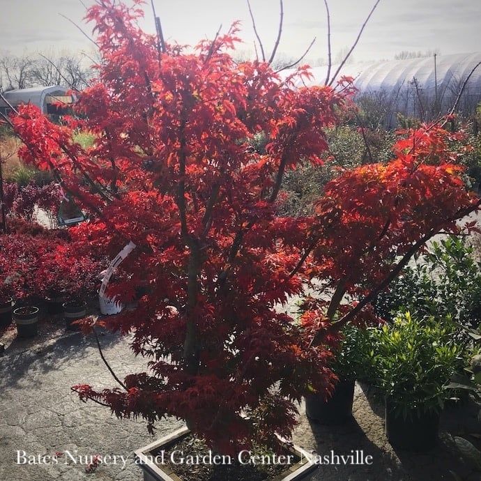 #20 BOX Acer pal Ojishi/Male Lion Japanese Maple Green Upright