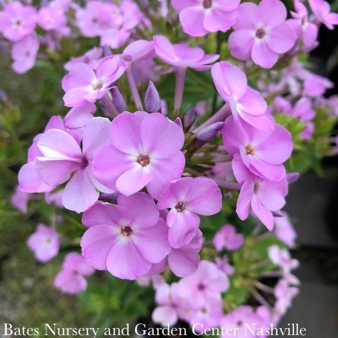#1 Phlox x PW Opening Act Blush/ Dwarf Pink Garden