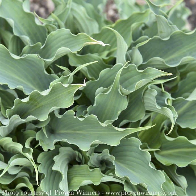 #1 Hosta x PW Shadowland Waterslide/ Ruffled Blue