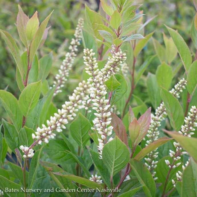 #3 Itea virginica PW Little Henry/ Dwarf Virginia Sweetspire Native (TN)
