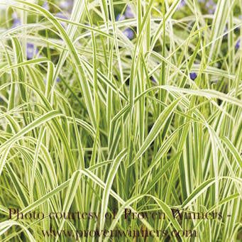 #3 Grass Calamagrostis x acutiflora Overdam/ Variegated Feather Reed