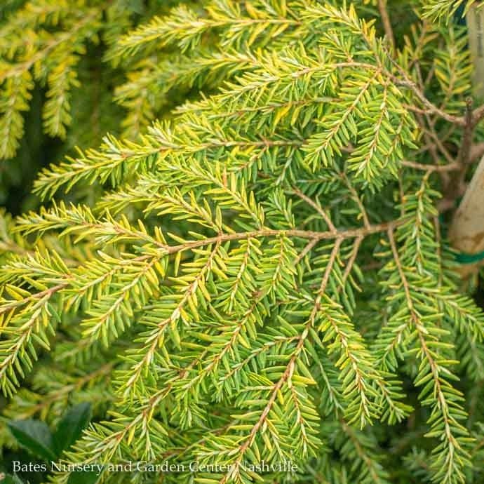 #2 Tsuga can Golden Duke/ Hemlock Native (TN) - No Warranty