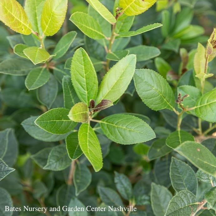 #5 Ilex vert Jim Dandy/ Deciduous Winterberry Holly (male) Native (TN)