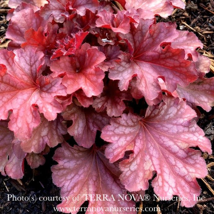 #1 Heuchera x Ruby Tuesday/ Coral Bells
