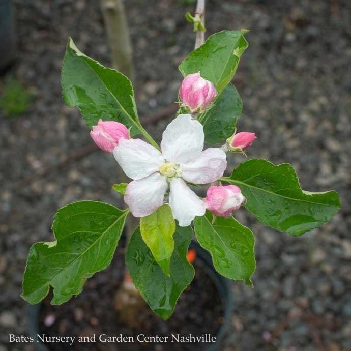 Edible #5 Malus Jonagold/ Semi-dwarf MidSeason Apple Edible #5 Malus Jonagold/ Semi-dwarf MidSeason Apple