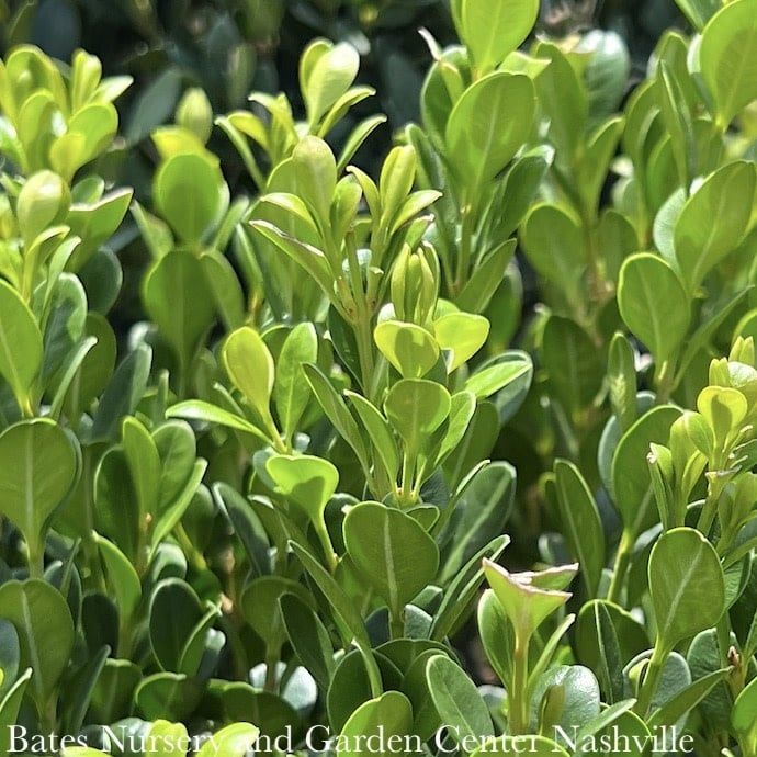 #7 Buxus NewGen Freedom/ Boxwood
