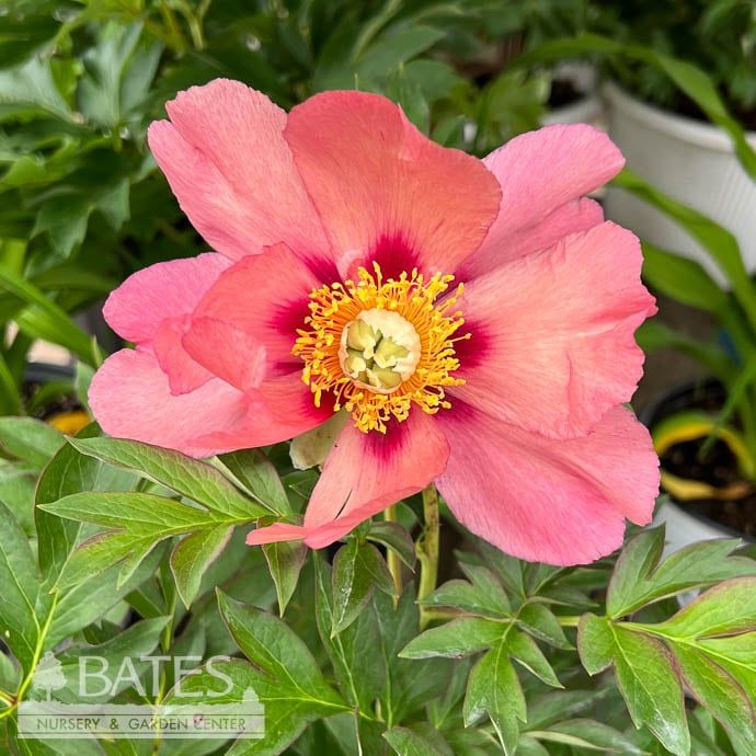 #2 Paeonia Old Rose Dandy/ Pink Itoh Peony