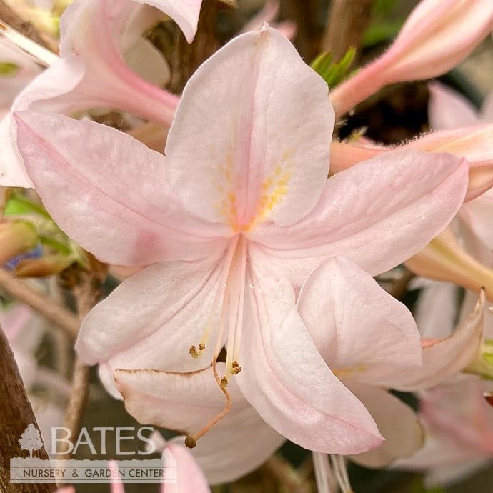 #2 Azalea OC Irene Koster/Light Pink