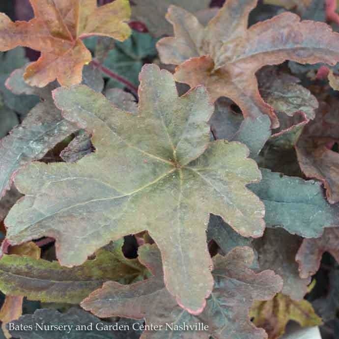 #1 Heucherella Fun and Games 'Red Rover'/ Foamy Bells