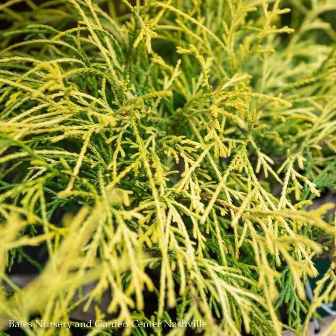 #3 Chamaecyparis pis Kings Gold/Threadleaf Falsecypress