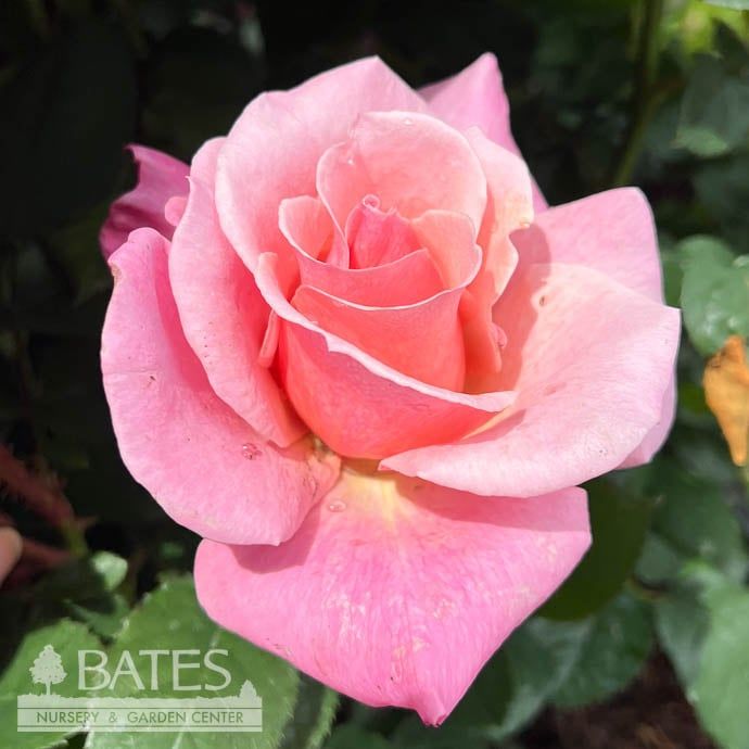 #3 Rosa First Prize/ Pink Hybrid Tea Rose - No Warranty