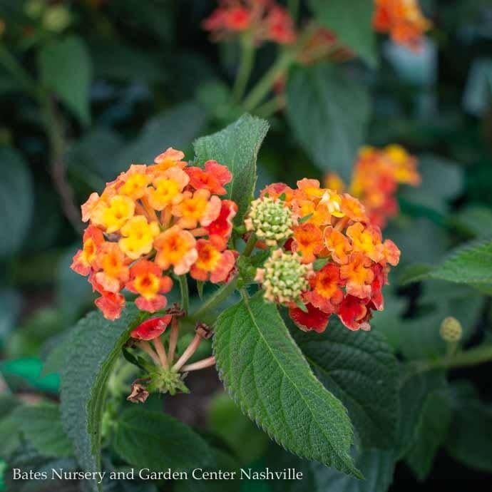 Tropical Topiary Patio Tree 10P Lantana Confetti/ Pink Yellow Magenta ...