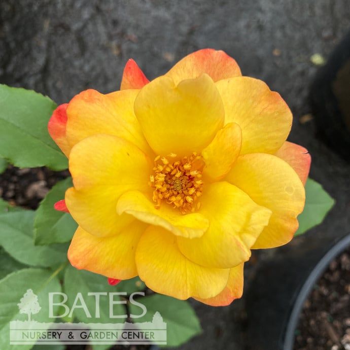 #3 Rosa Rio Samba/ Blushing Yellow Hybrid Tea Rose - No Warranty